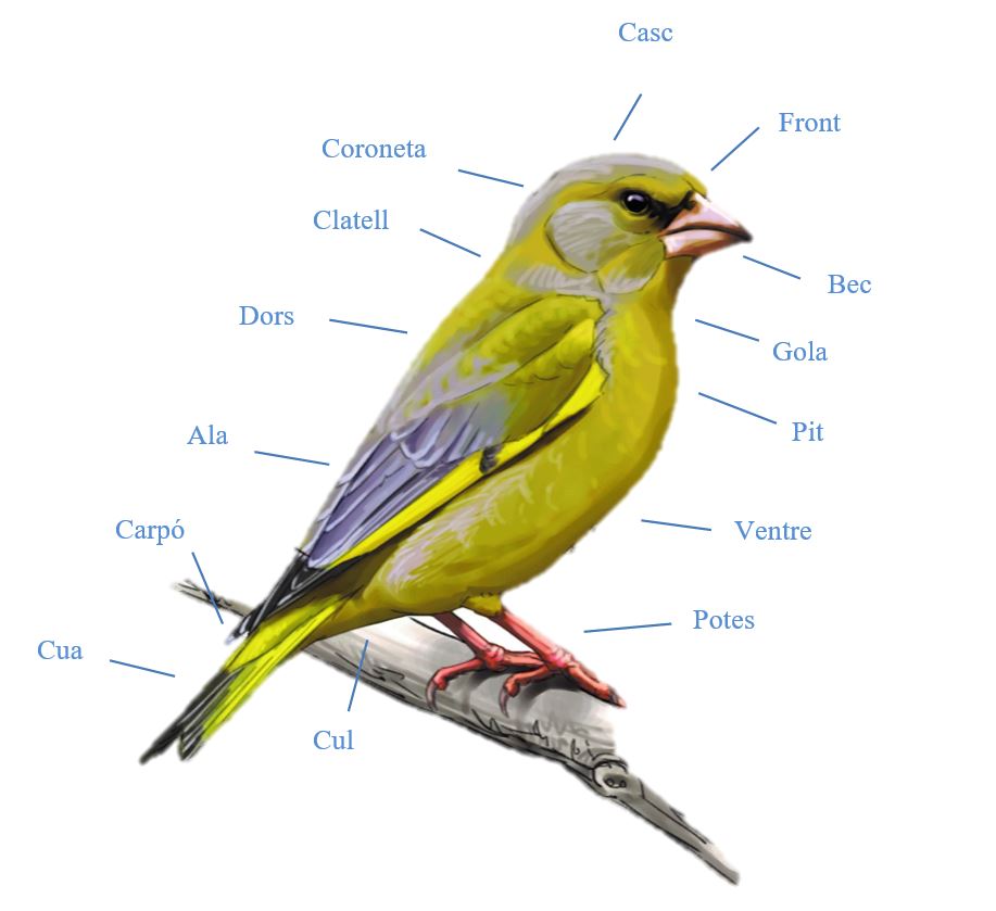 Viaró's Birds – Birds you can find at our school